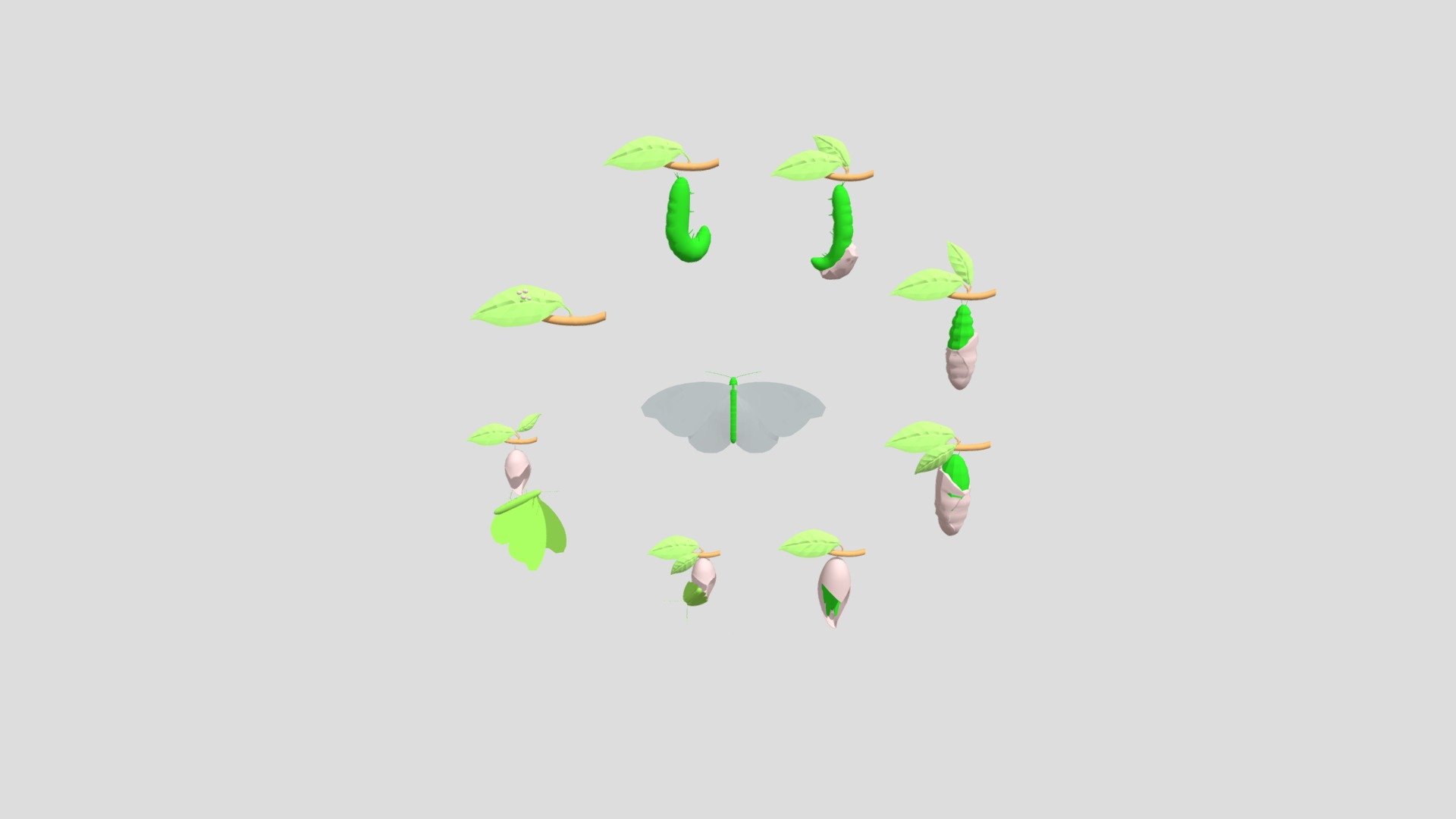 Butterfly life cycle - 3D model by paihub [e28b03d] - Sketchfab