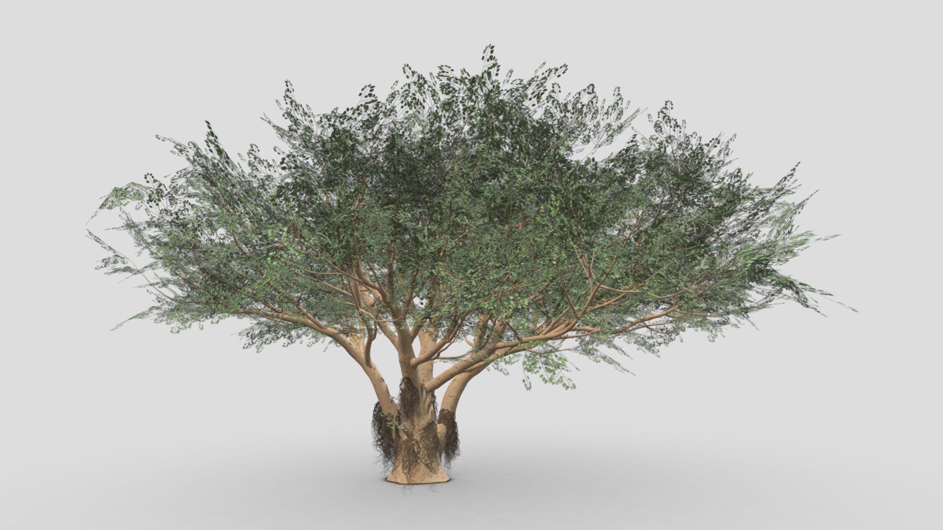 Ficus Benjamina Tree-S01 - Buy Royalty Free 3D model by ASMA3D [e28b83e ...