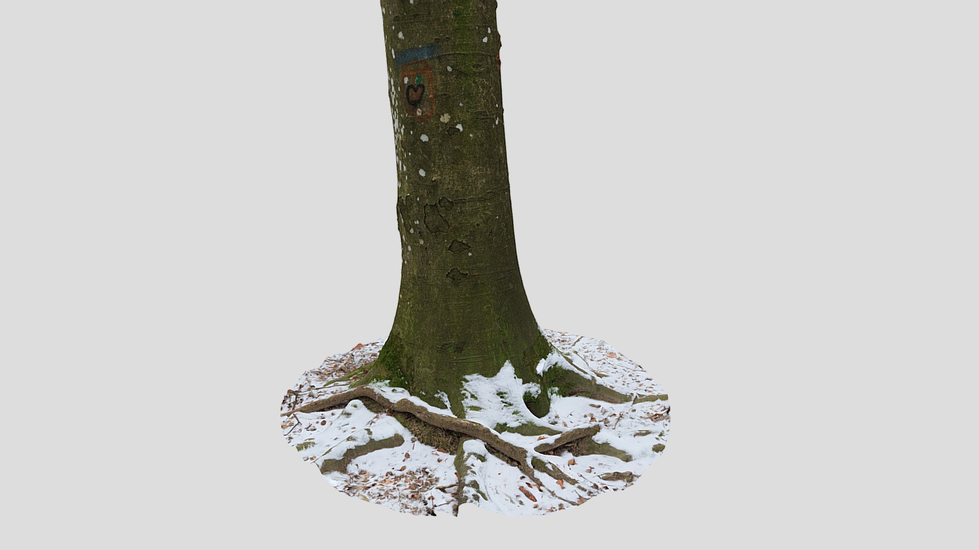 Tree winter scan 8k 015 - Buy Royalty Free 3D model by immerge [e28eafe ...