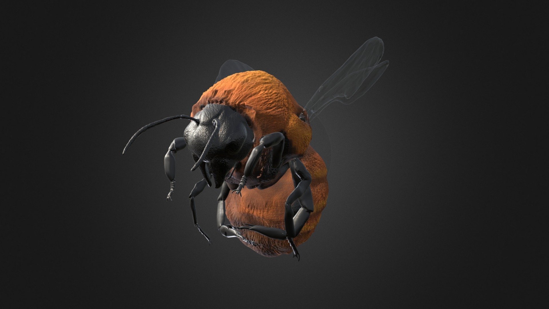 Moscardón - 3D model by Museo de Zoología de la Universidad de ...