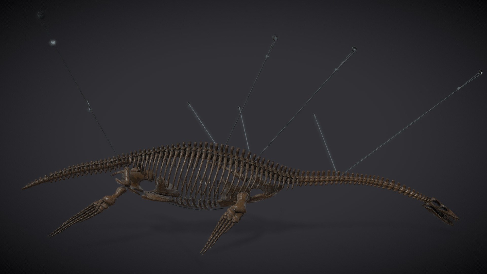 Museum Of Natural History | Plesiosaurus - Buy Royalty Free 3D model by ...