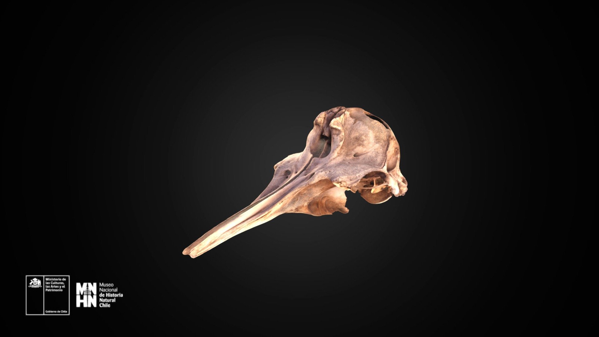 Mesoplodon peruvianus - Download Free 3D model by Museo Nacional de ...