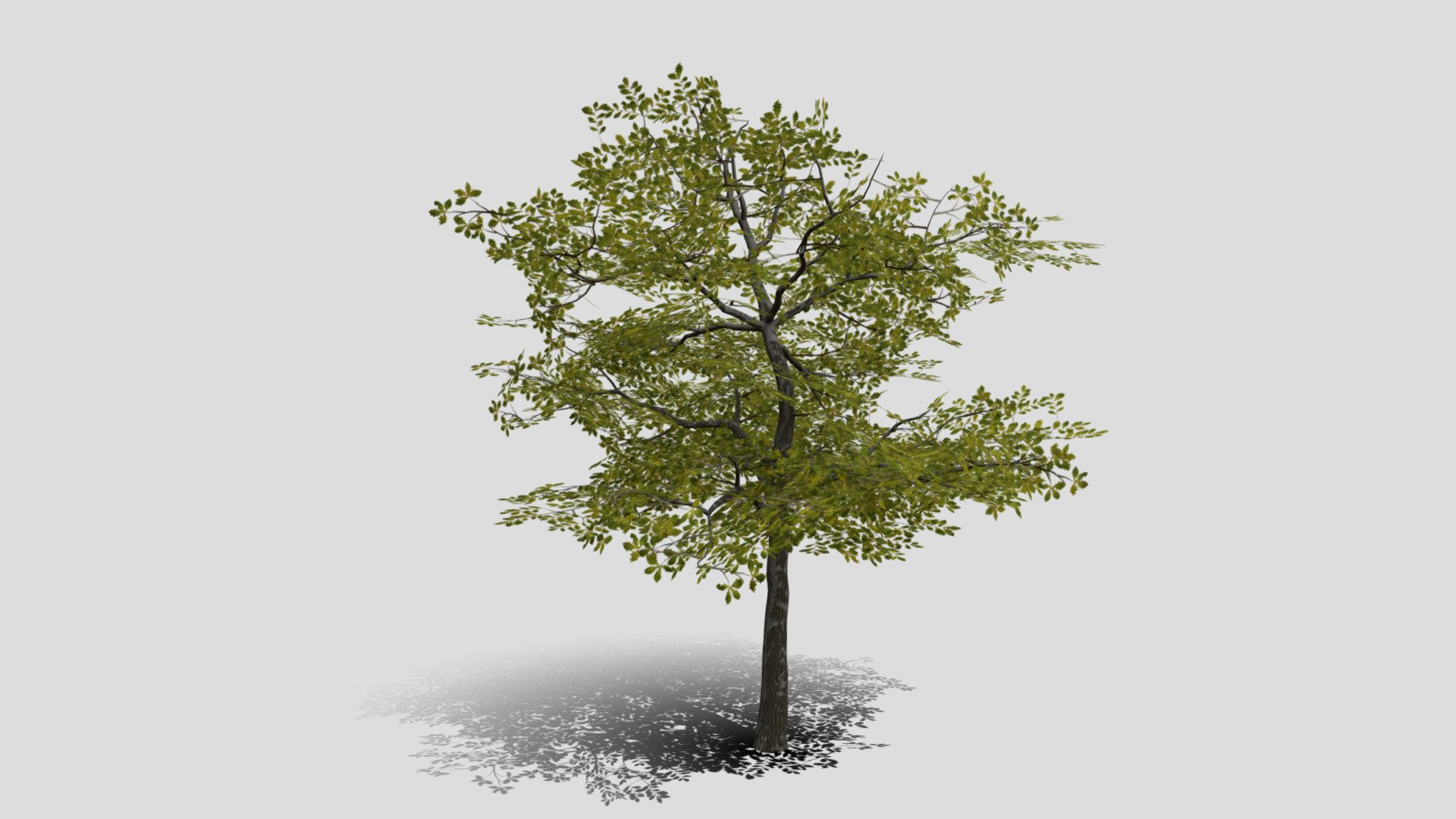 Oak Tree - 3D model by Julius V. Friedrich (@julius_friedrich) [e29cd48 ...