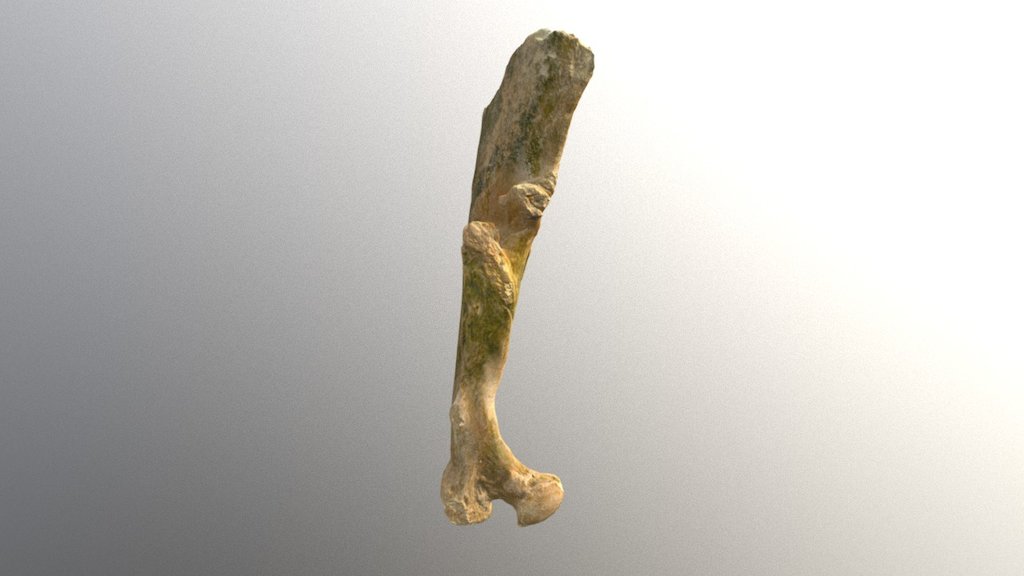 Pathological Mastodon Rib (VCU_3D_2759) - 3D model by Virtual Curation ...