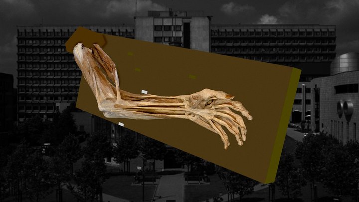 Forearm 3D models - Sketchfab