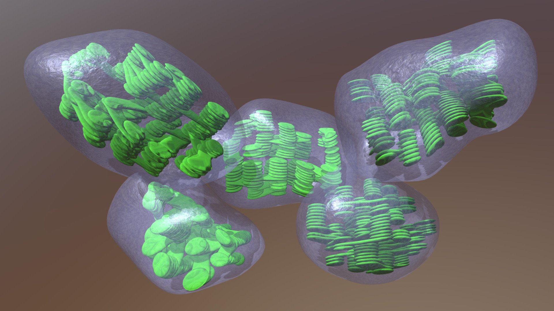 Chloroplasts - Buy Royalty Free 3D model by Sereib [e2a8f6a ...