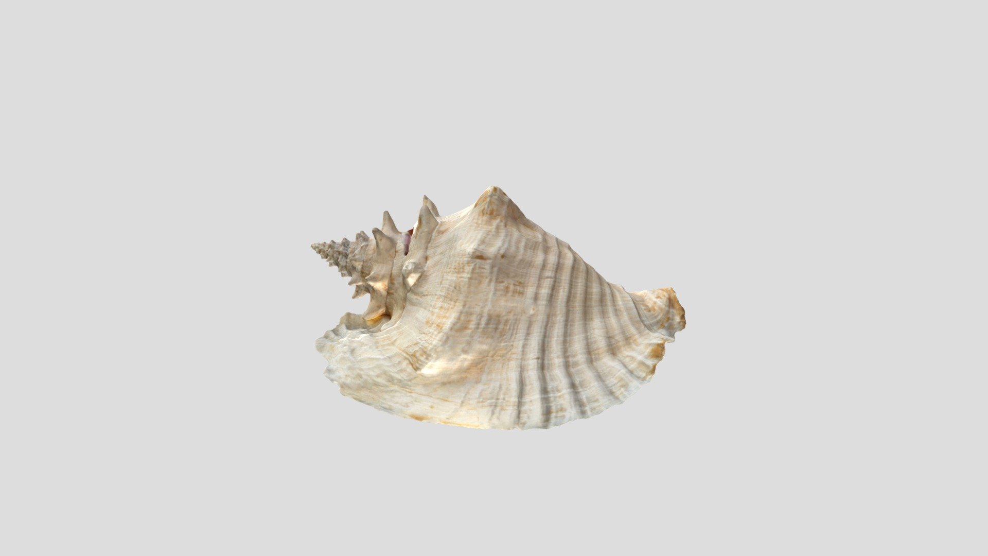 Queen conch shell - Download Free 3D model by Luca P (@Panzer8 ...