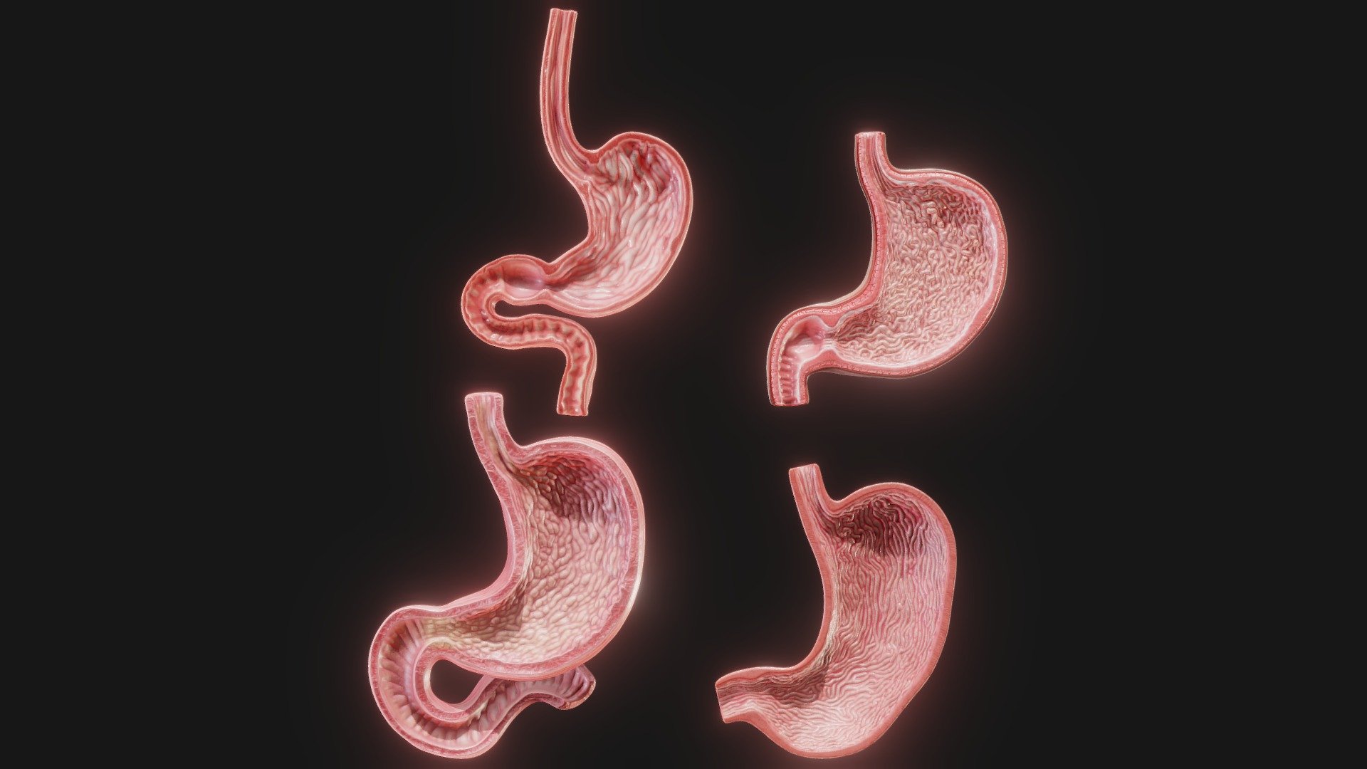 Huamn Stomach Bundle - Buy Royalty Free 3D model by zames1992 [e2ac27f ...