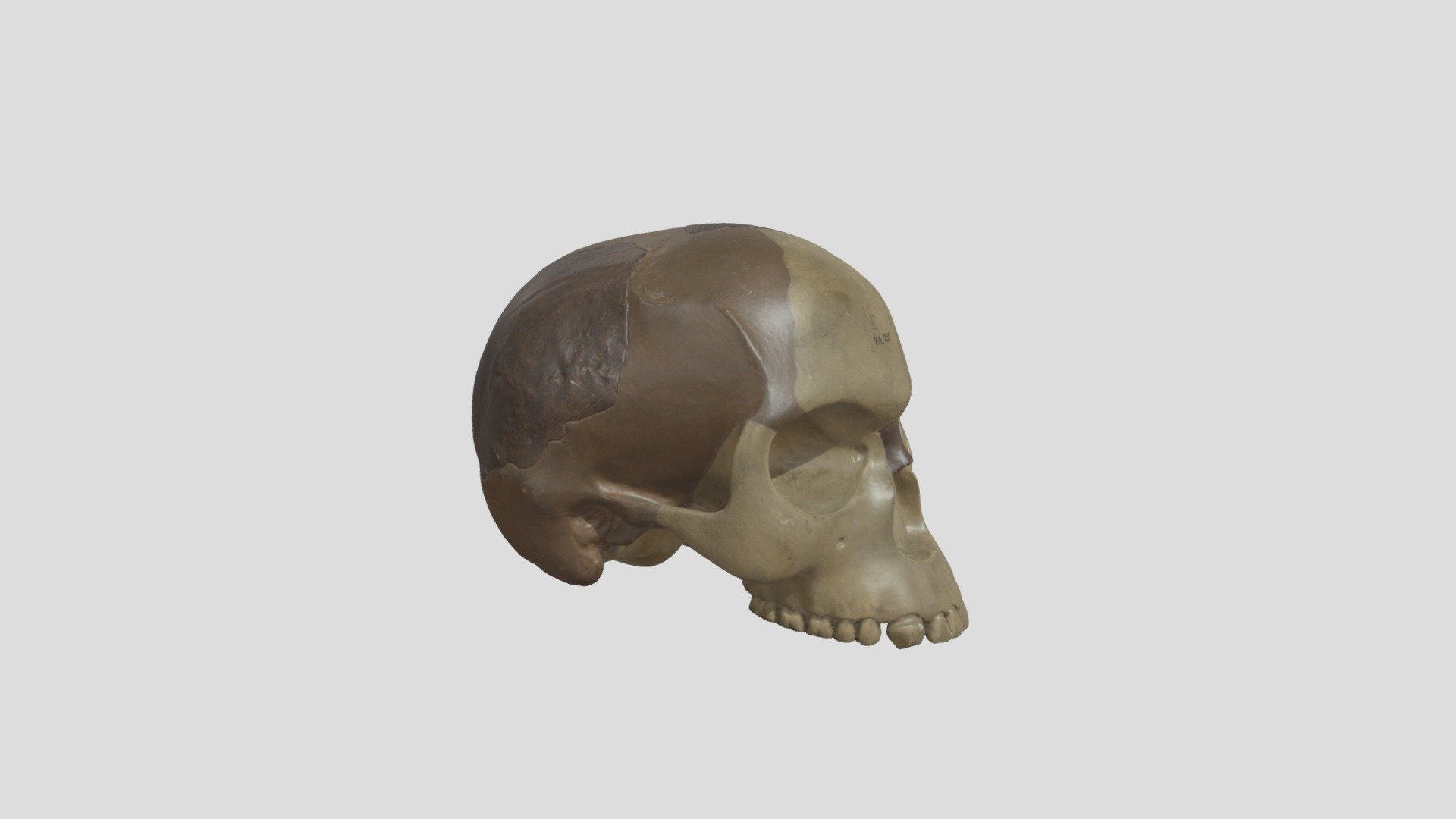PA237 - Piltdown Skull (replica) - 3D model by pacaucl [e2ae1fc ...