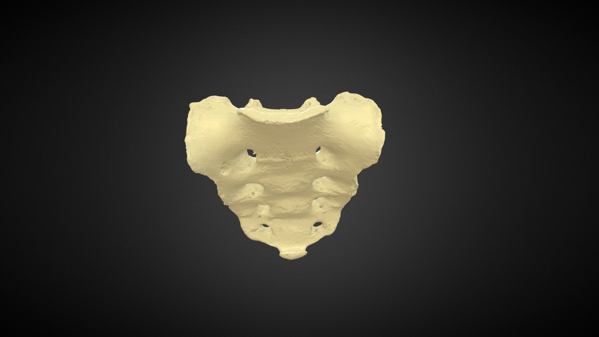 Human Sacrum - 3D model by UBC Medicine - Educational Media [e2ae488 ...