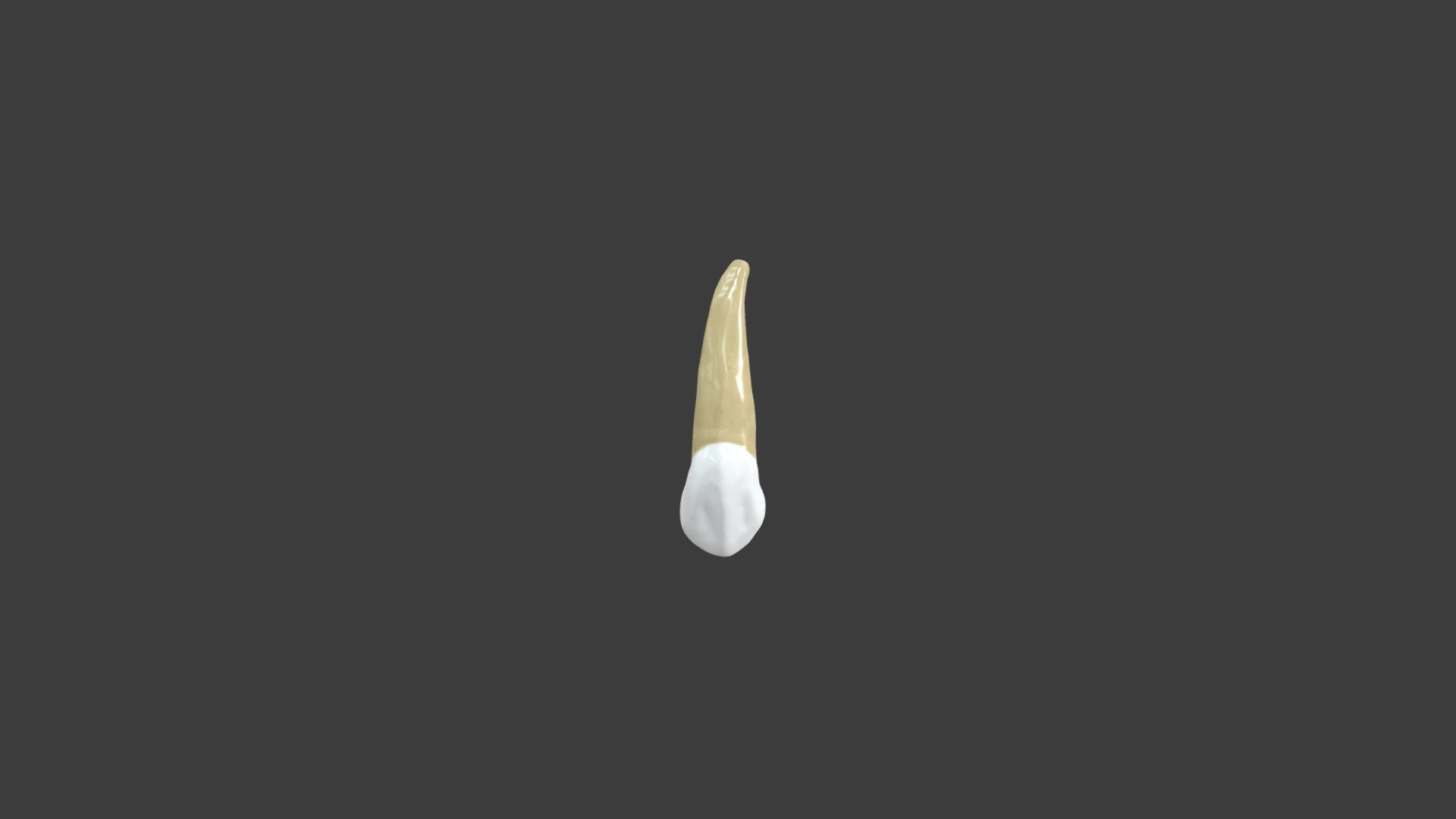 Maxillary Canine - 3D model by Ahmed Mahrous (@drahedmahrous) [e2aecc8 ...