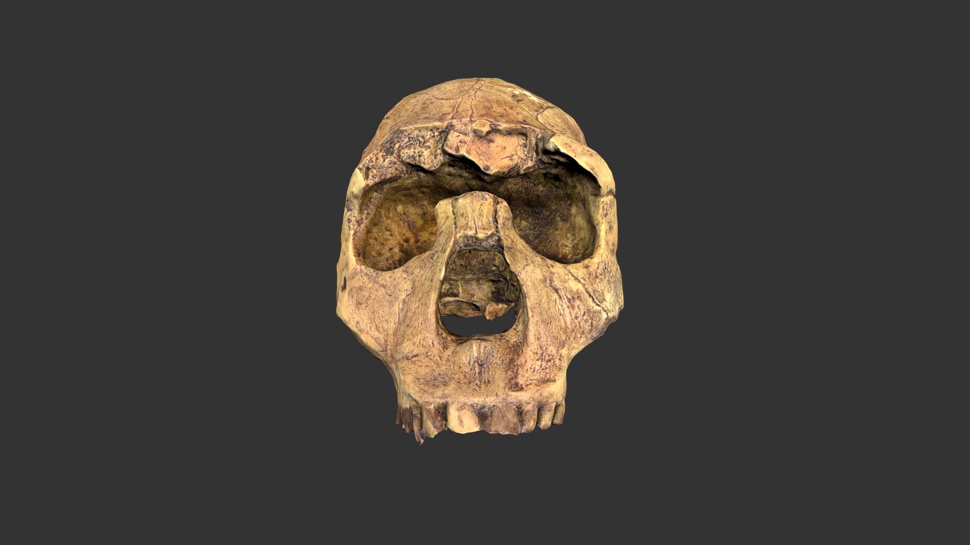 Homo ergaster (2501.1rp81-1) - cranium - 3D model by RLA Archaeology ...
