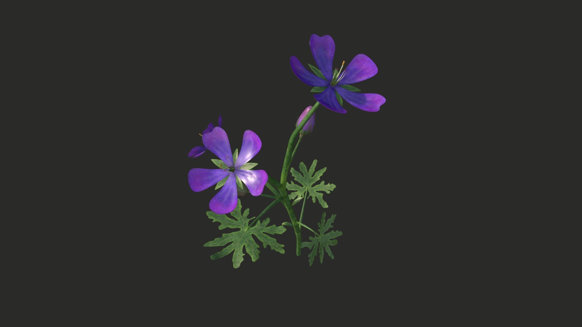 Geranium flower - Download Free 3D model by MyVisoin (@TemurG) [e2b49bd ...