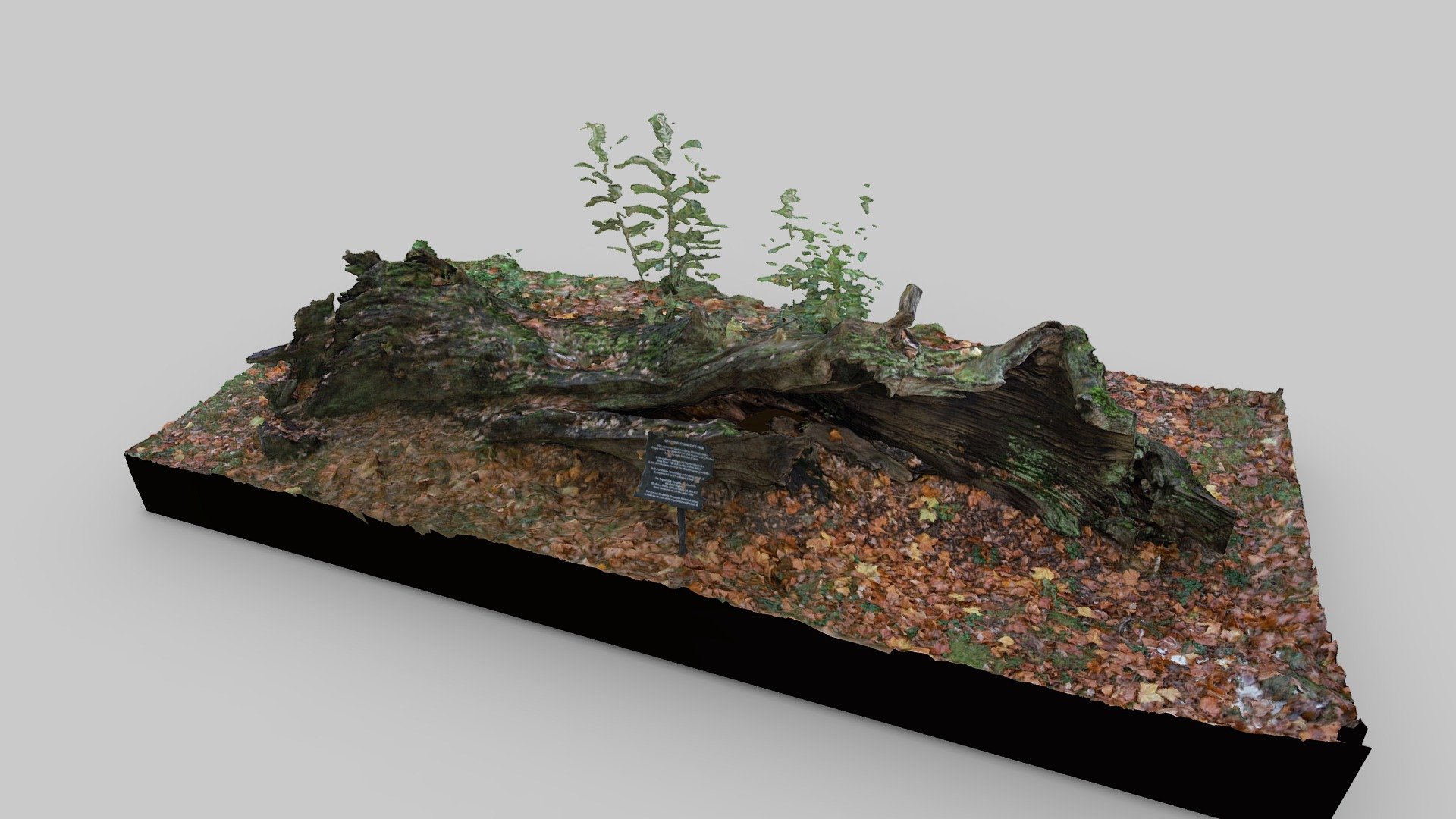 Queen Elizabeth I Oak - Download Free 3D model by artfletch [e2c35e0 ...