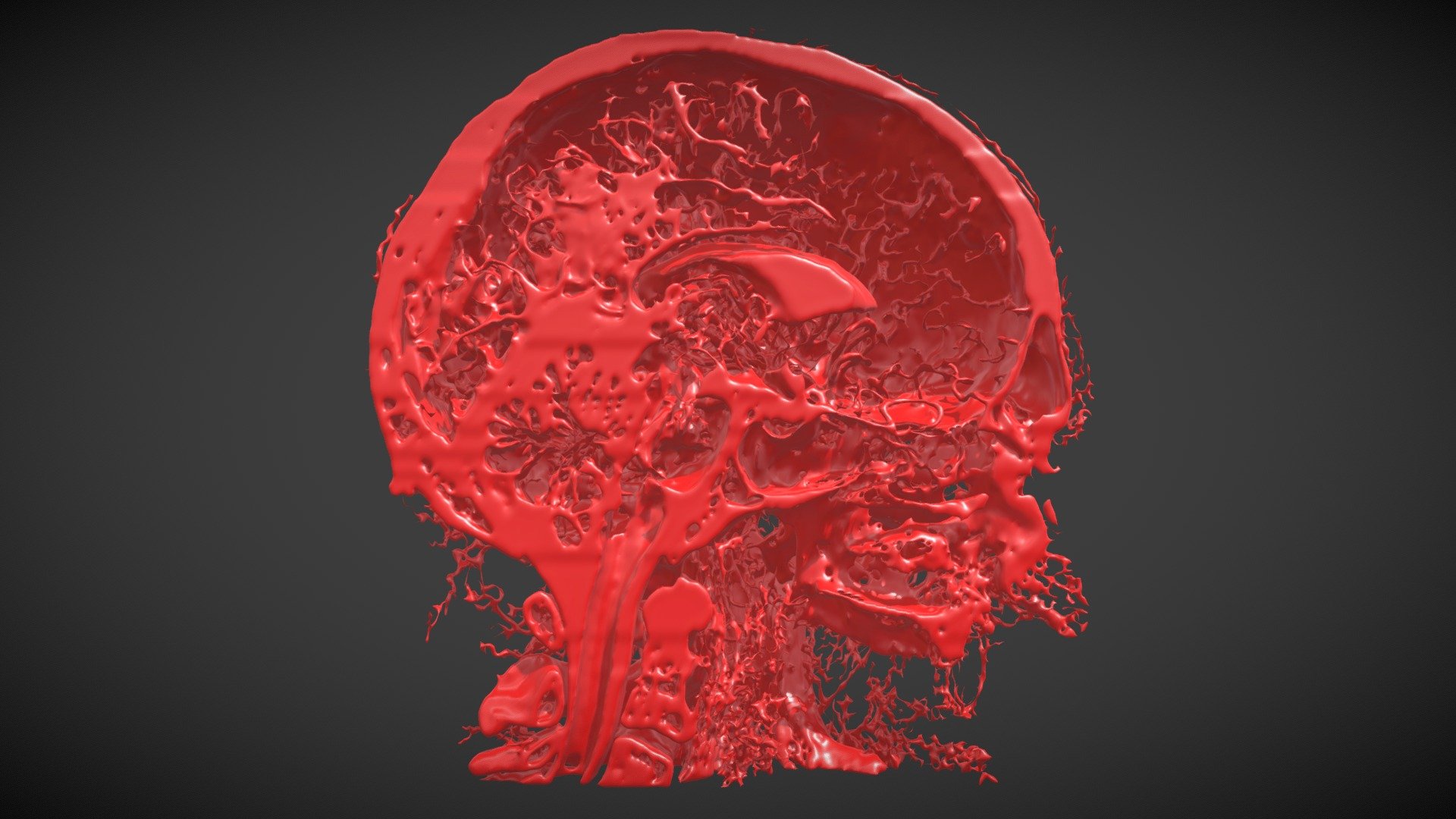 Human Head Cadaver Study #2: left-side vascular - 3D model by ...