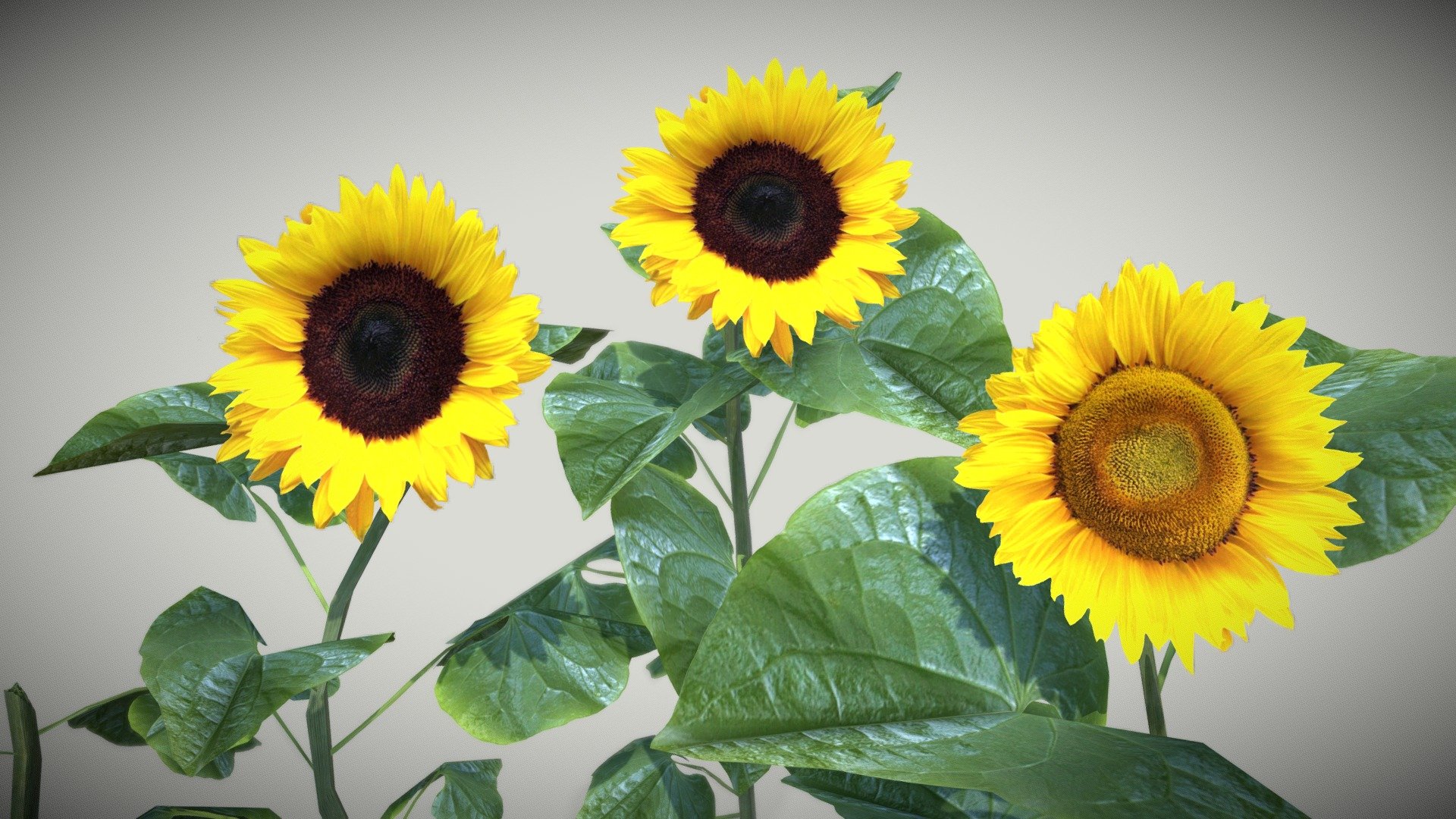 Sunflowers - 3D model by DC Computer Graphics (@DC-CompuerGraphics ...