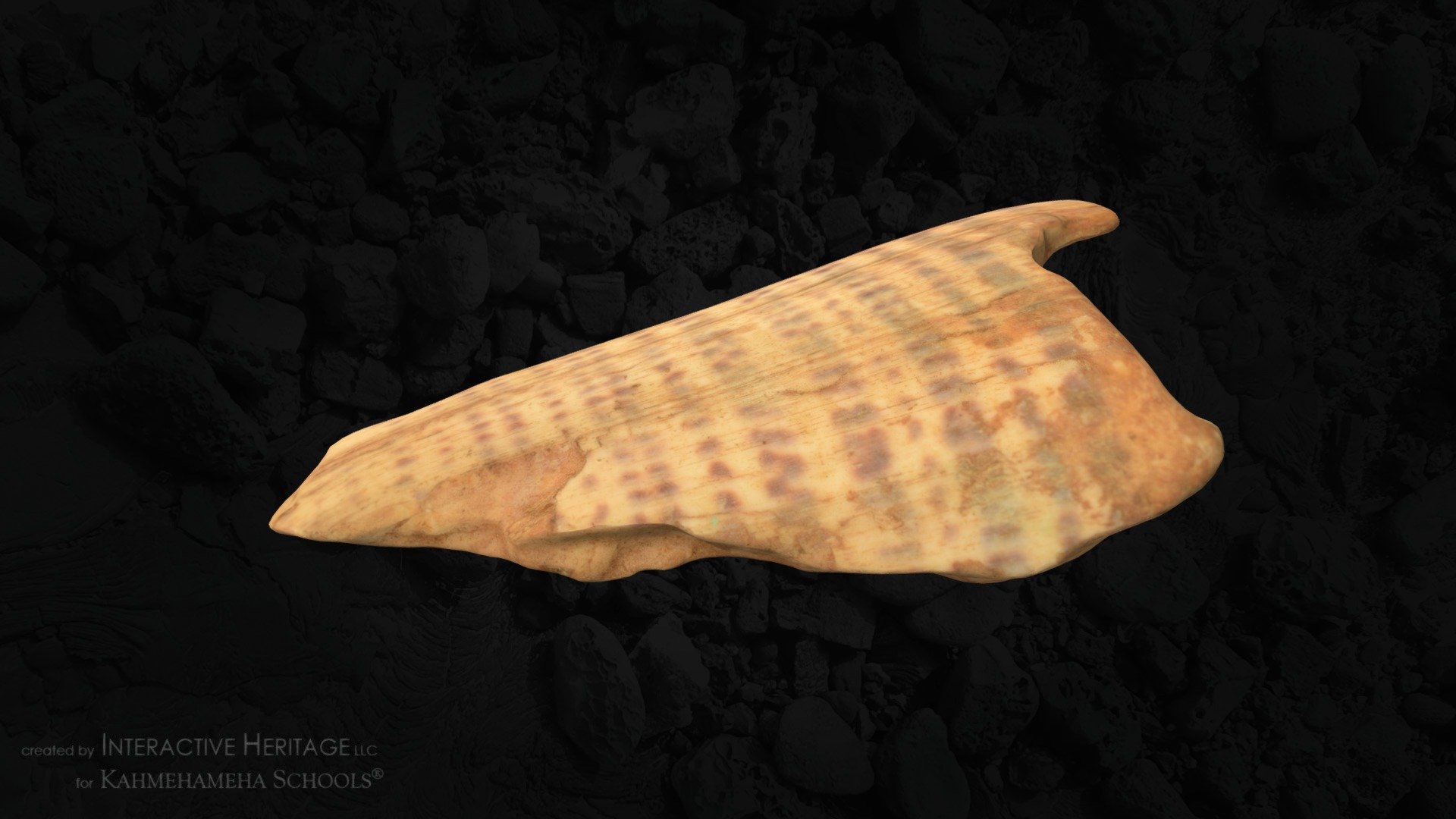 Kalaemano - Shell Scraper - 3D model by interactiveheritage [e2db1d3 ...