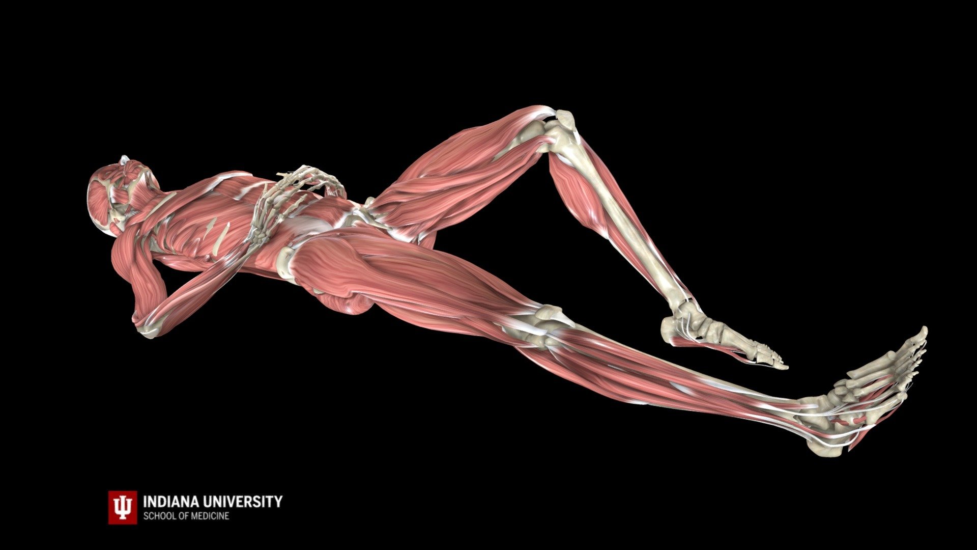 Knee - IT Band Nobles Compression - Female - 3D model by IU ...