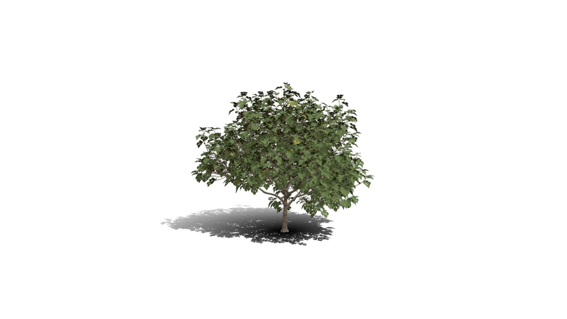 Realistic HD Common fig tree (2/30) - Download Free 3D model by ...