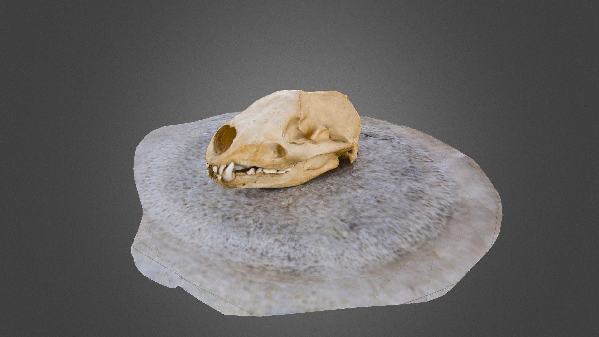 Skull_Memento - 3D model by Ciarán (@ciarandavis) [e2e4d85] - Sketchfab