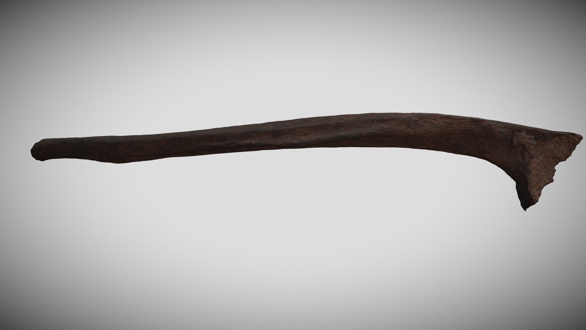 Human radius (Homo sapiens) - Download Free 3D model by CAI ...