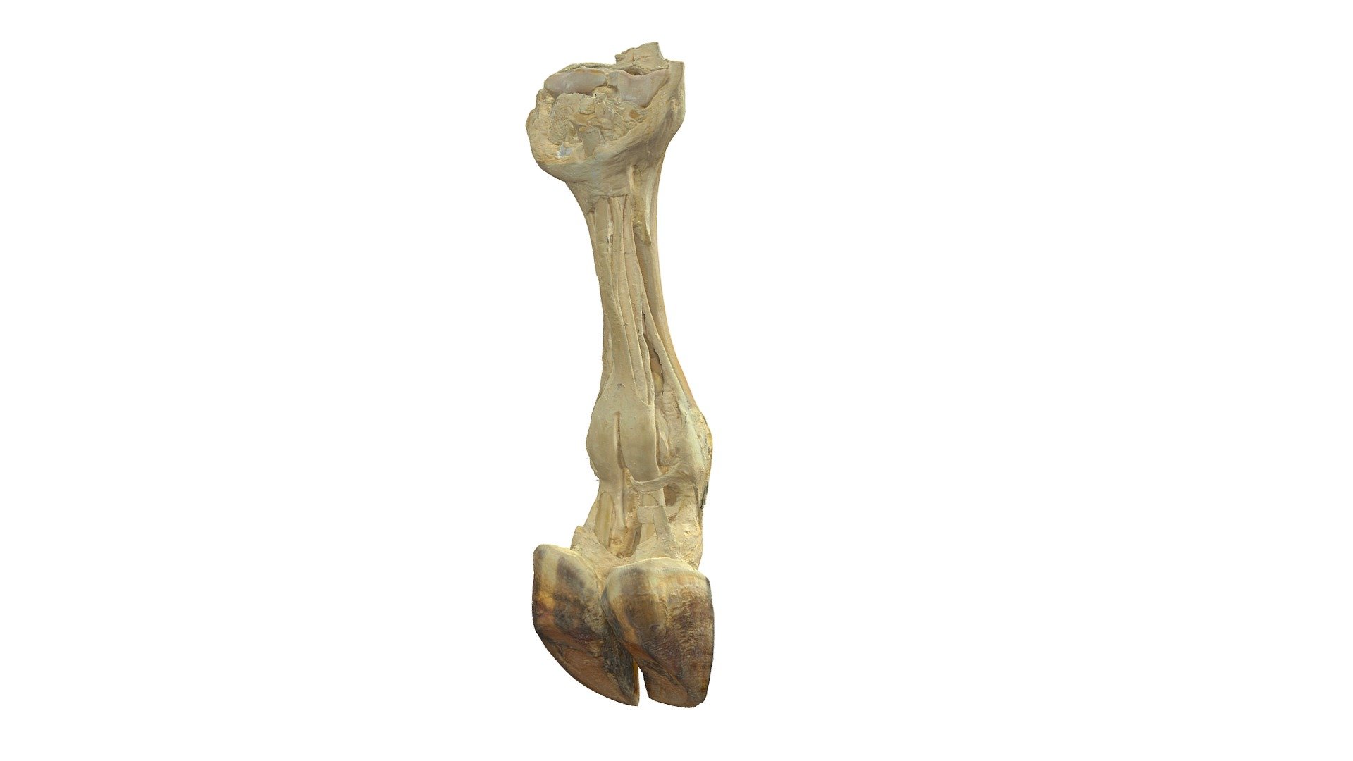 Cow, Foot, Forelimb, Topography (Plastinate) - 3D model by Vetanat.UZH ...