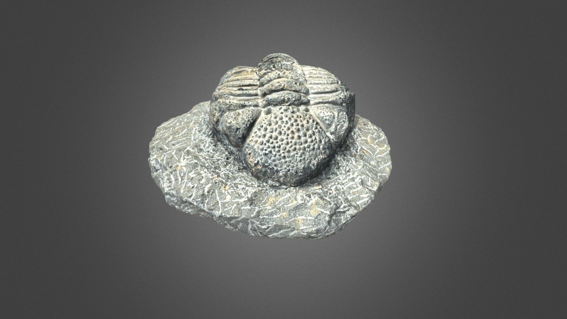 Trilobite Fossil scan - 3D model by Randle (@mr.hudson84) [e303bd6] - Sketchfab