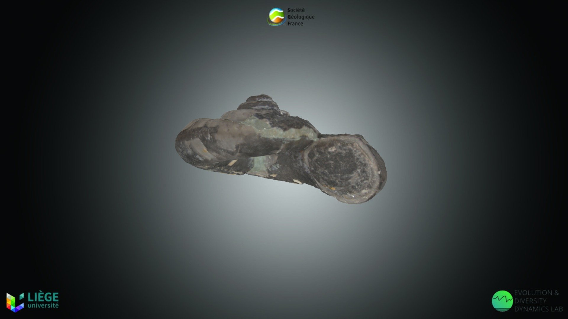Gasteropode - Euomphalus sp. - Download Free 3D model by Société ...