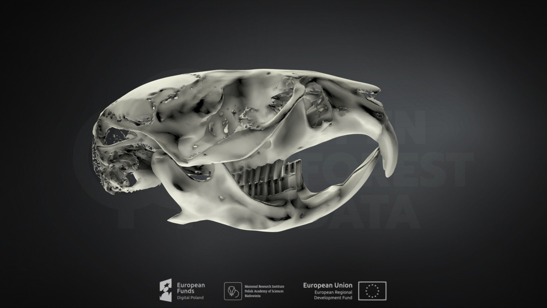 Microtus oeconomus (Tundra vole) Nornik północny - Download Free 3D ...