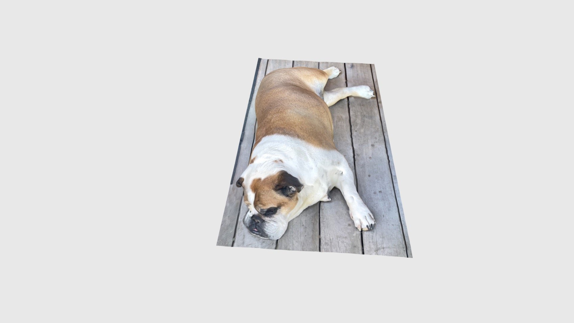Chili Bulldogge - Download Free 3D model by Noeggi [e312e8b] - Sketchfab