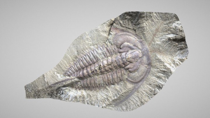 Fossils 3D models - Sketchfab