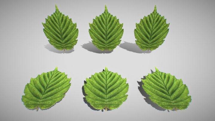 Hazelnut 3D models - Sketchfab