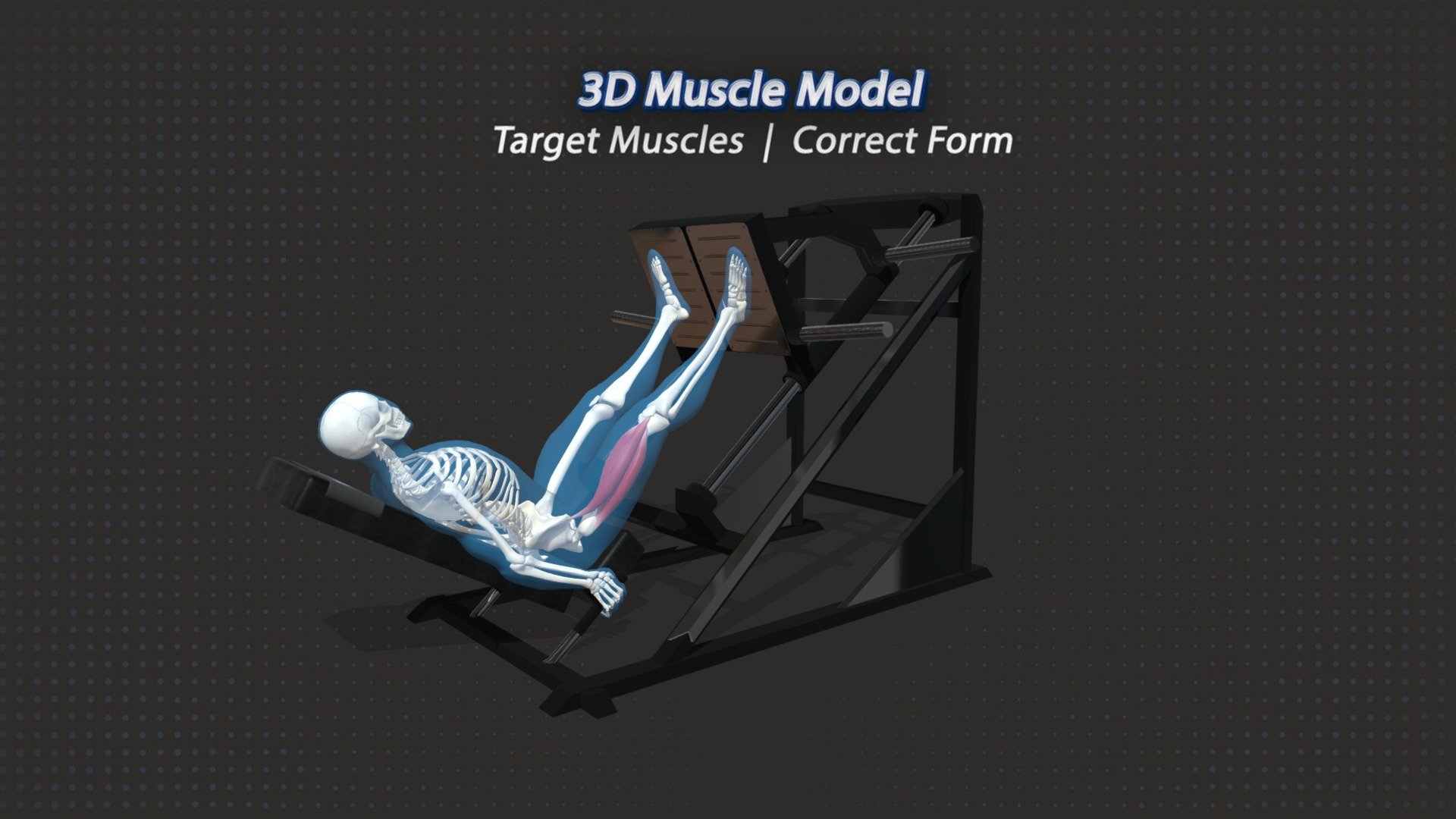 32. Plate Loaded 45 Degree Leg Press - 3D model by Mike - 3D Muscle ...