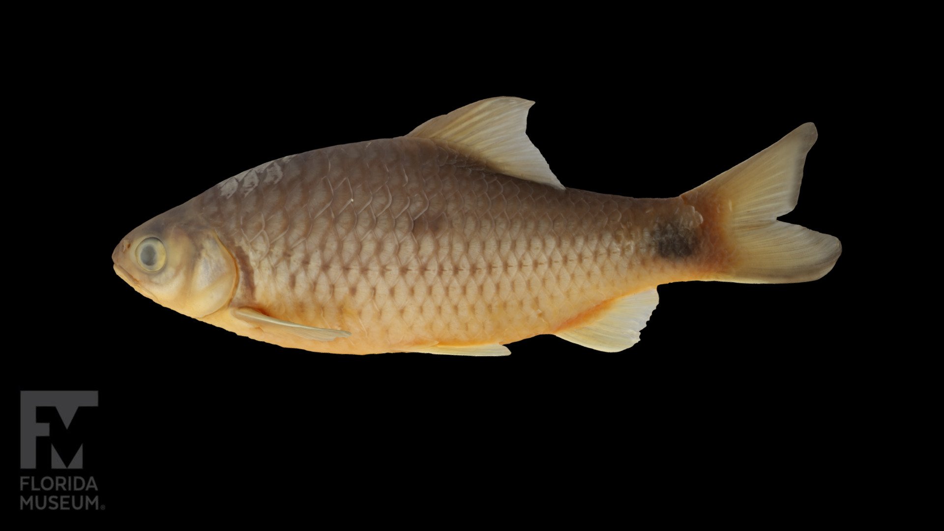 Rhombic Barb, Cyprinidae - 3D model by FloridaMuseum [e327610] - Sketchfab