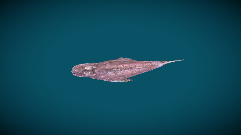 前鳍吻鮋-上传 - 3D model by MORG (@uuumajic) [e32ddbf] - Sketchfab