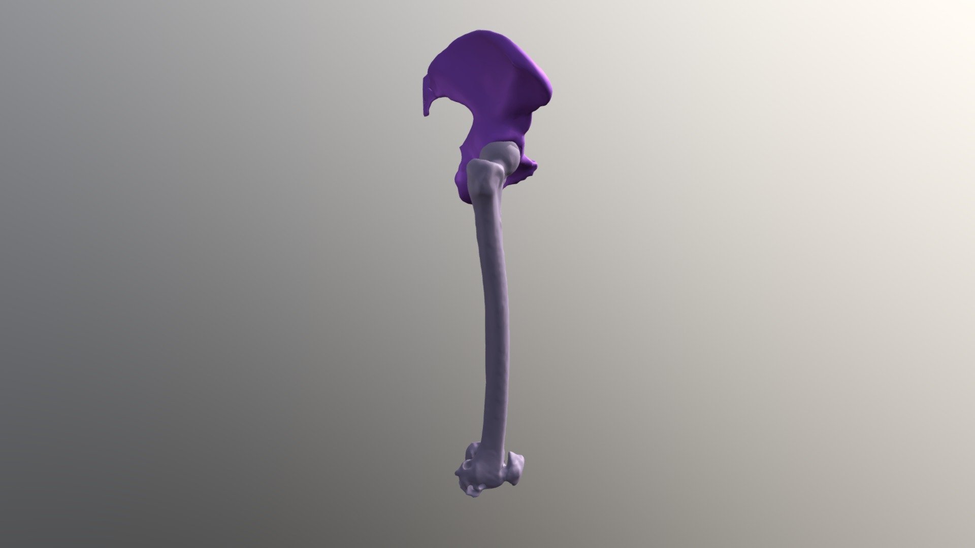 Pelvis+Femur - 3D model by MariaFrancisca (@panchitaz) [e32e898 ...