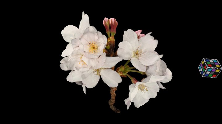 Sakura 3D models - Sketchfab