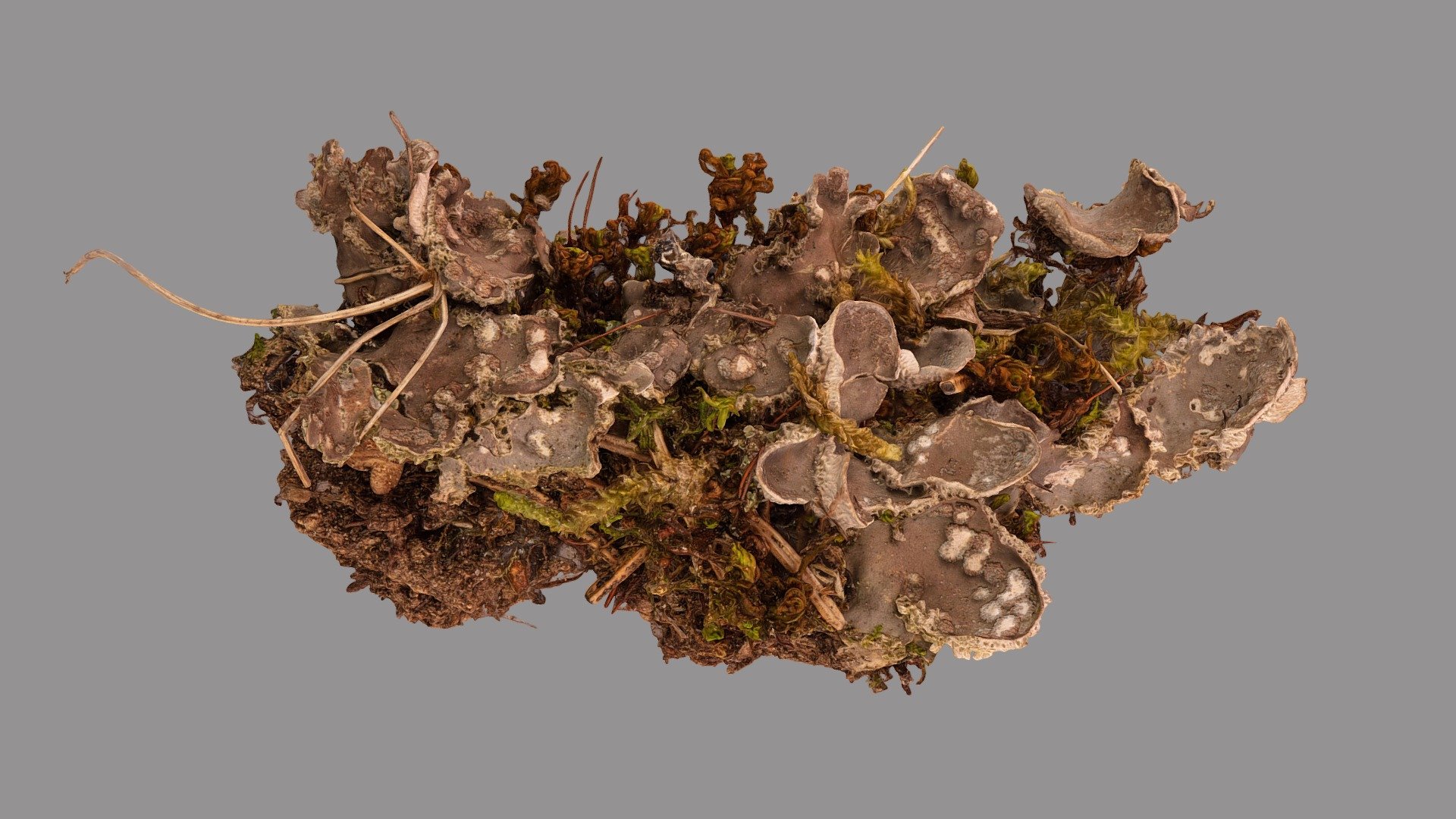 Peltigera extenuata - 3D model by VirNat [e334d7c] - Sketchfab