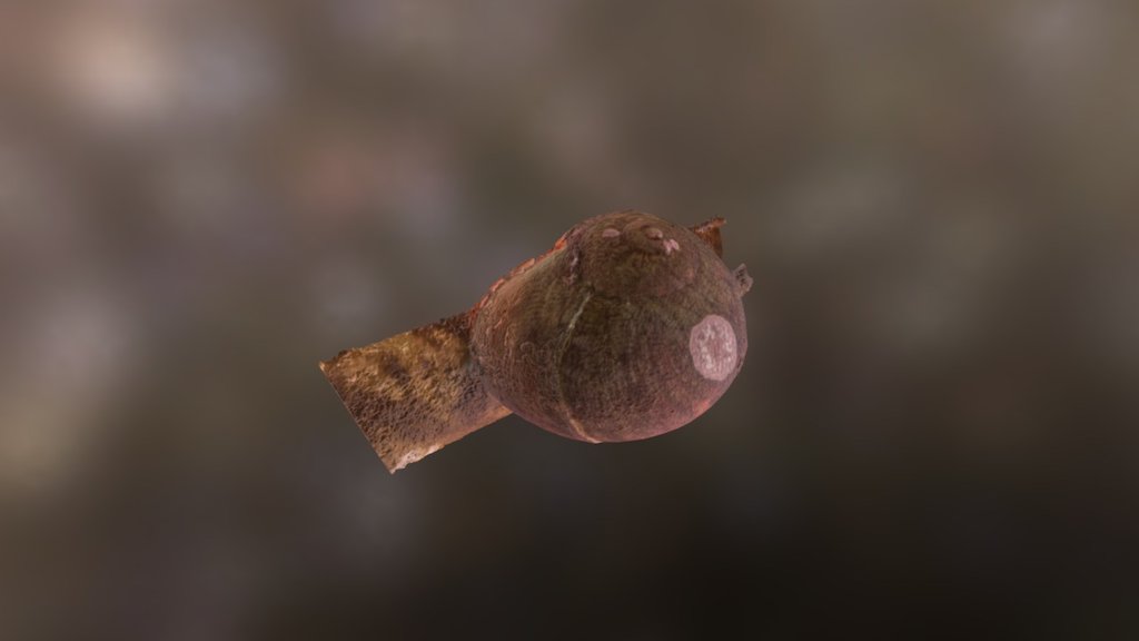 Moon Snail Corrected? - 3D model by tscheer [e335d73] - Sketchfab