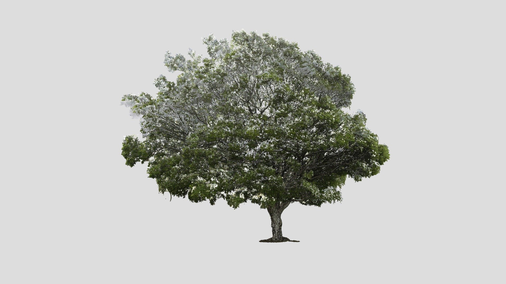 Tree Point Cloud - Buy Royalty Free 3D model by magnum_opus (@tree ...