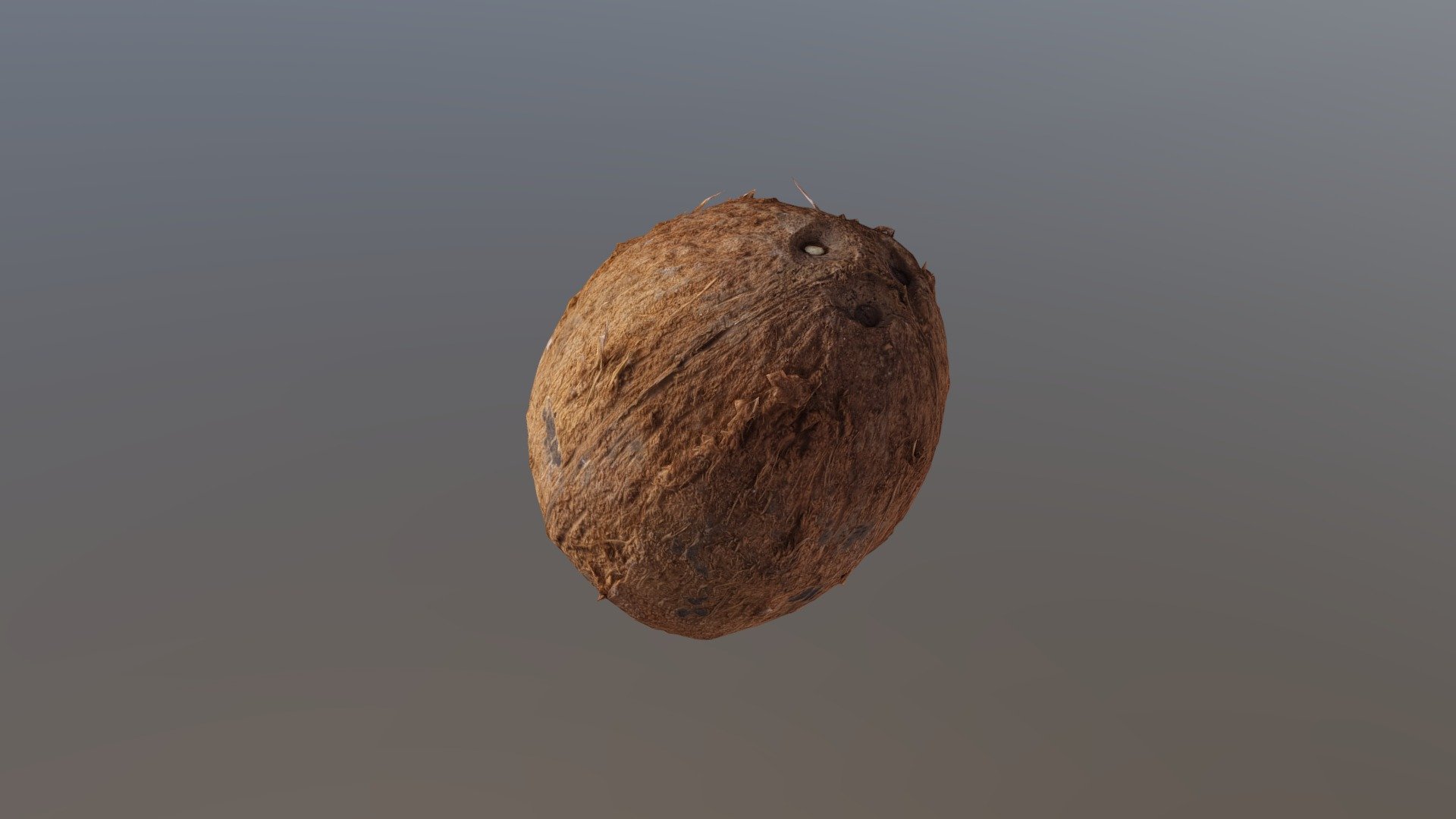 Coconut - 3D model by SJ 3Designs (@jumuno03) [e33b85e] - Sketchfab