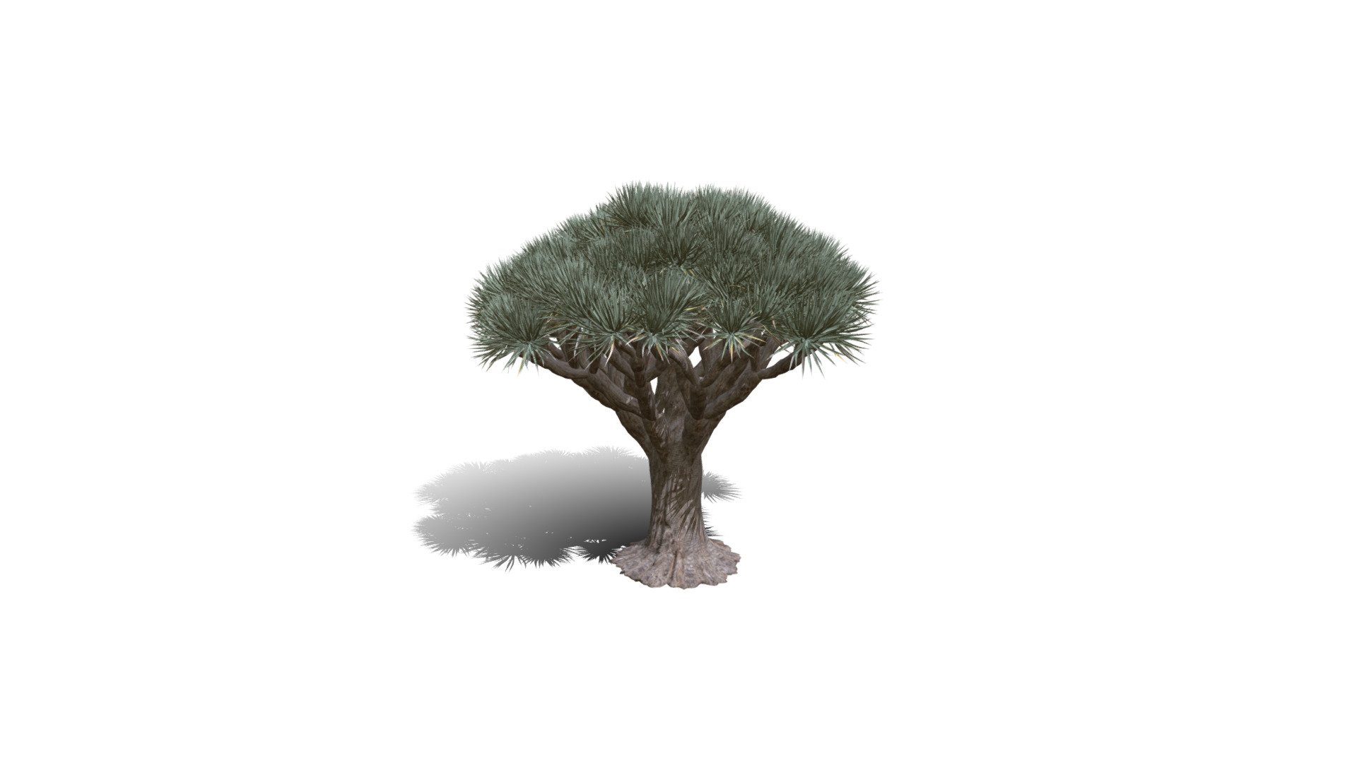 Realistic HD Dragon tree (30/50) - Buy Royalty Free 3D model by ...