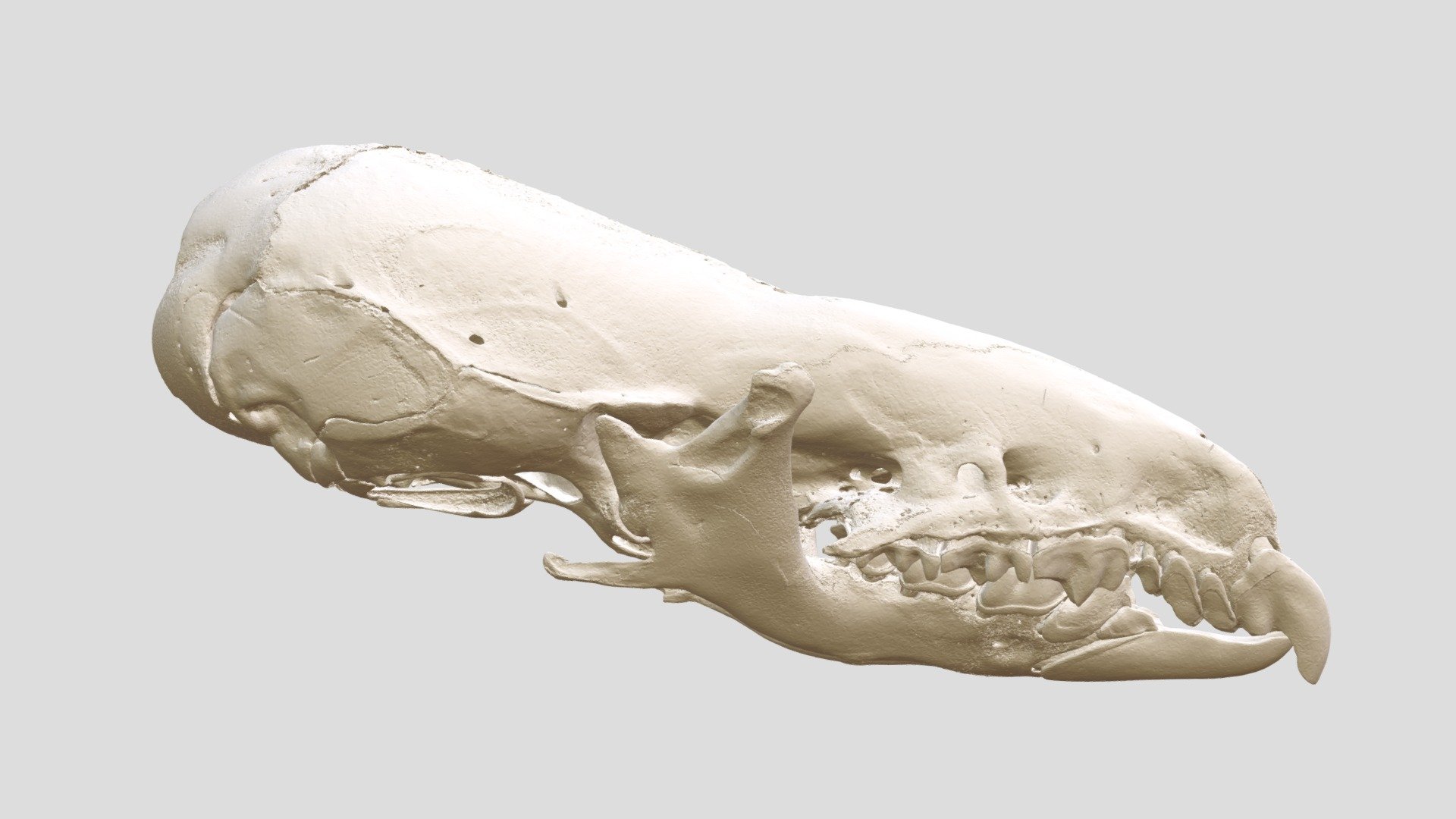Cryptotis parva parva (MSB:Mamm:160123) - 3D model by Biodiversity ...