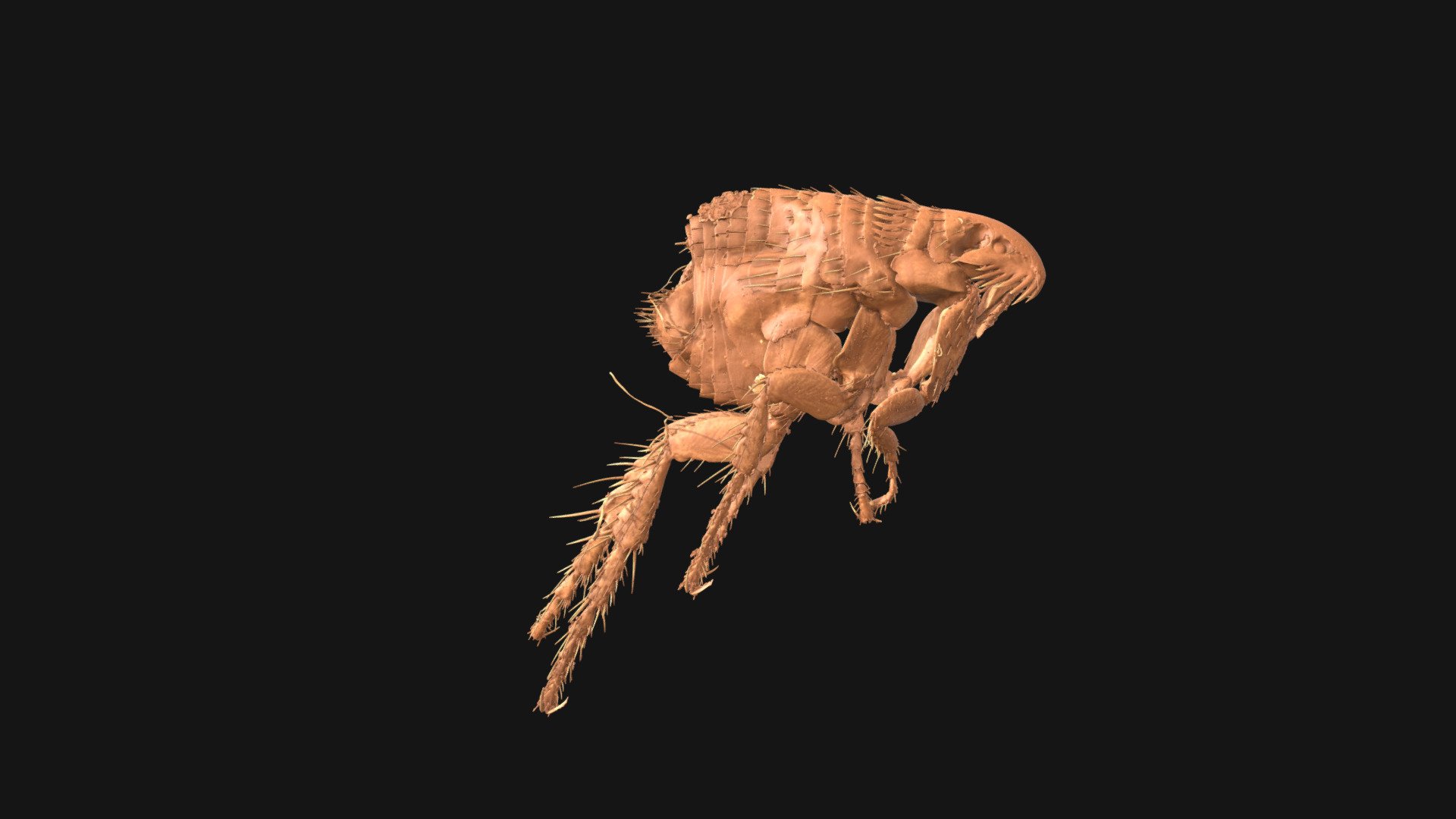 Cat Flea - Download Free 3D model by Blackburn Lab (@ufherps) [e343c81 ...