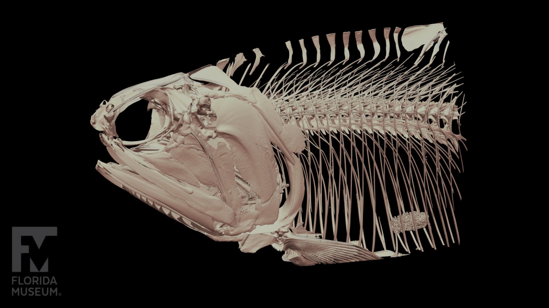 Bigscale anchovy - 3D model by FloridaMuseum [e347f88] - Sketchfab