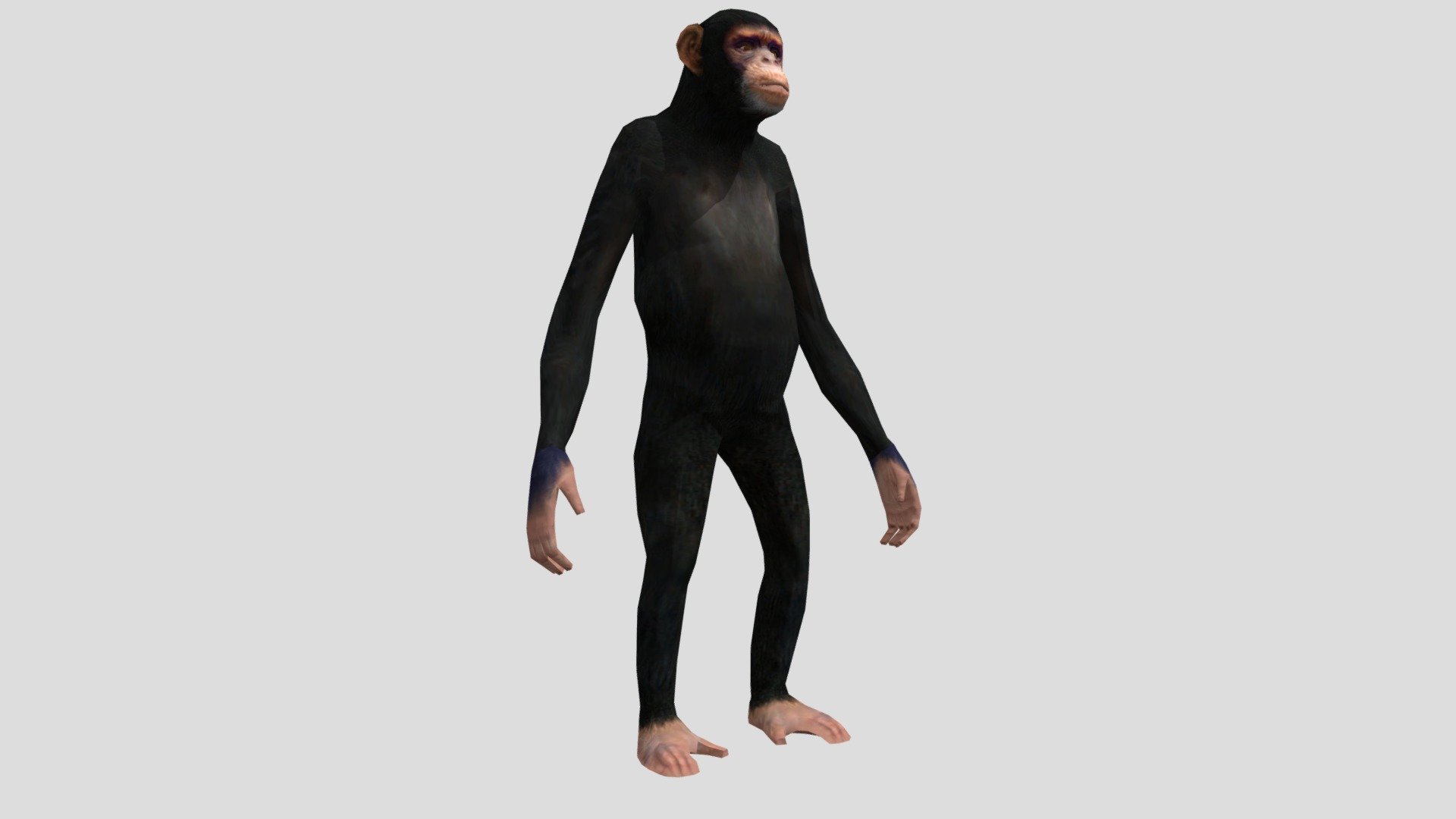 chimp - Download Free 3D model by ishananmtn188 [e34de4c] - Sketchfab