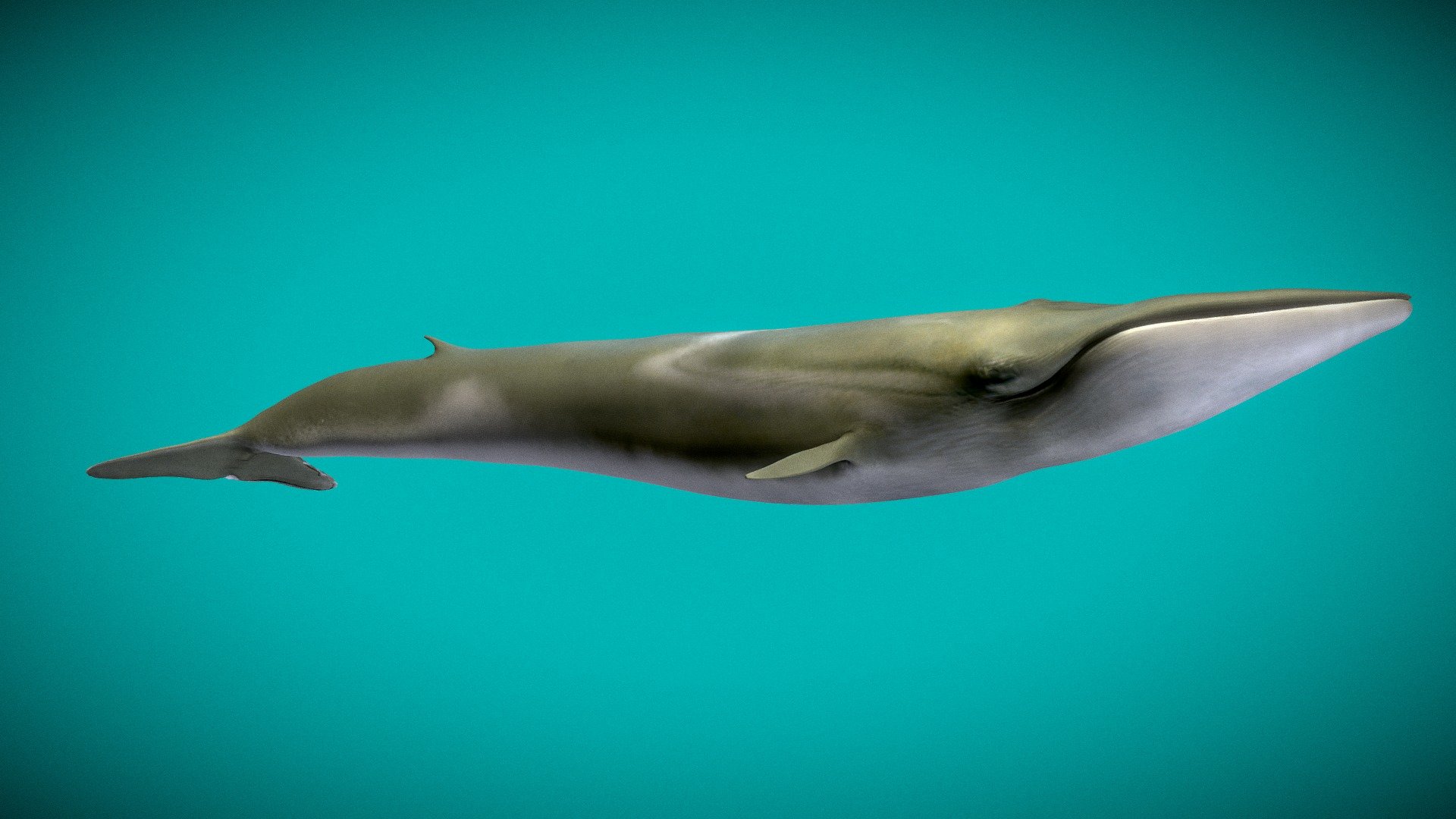 Balaenoptera physalus - 3D model by Nicolauser [e353e31] - Sketchfab