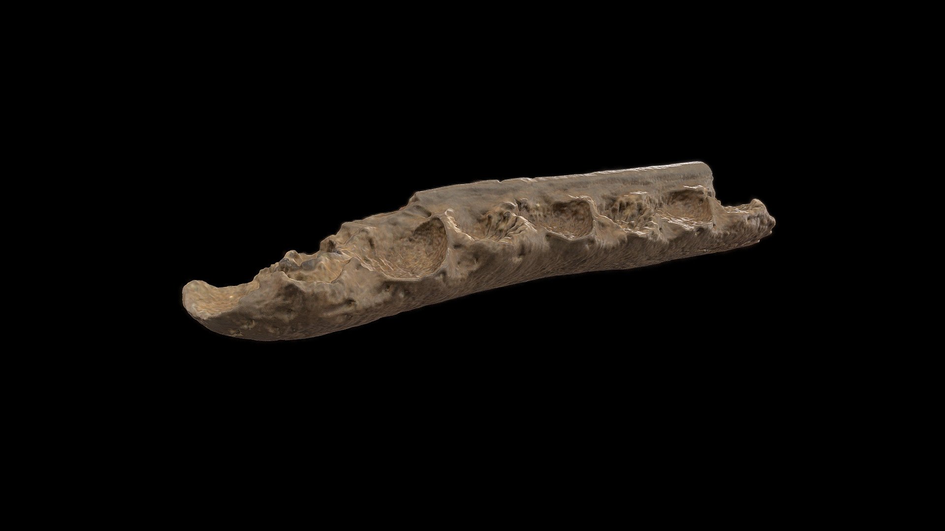 Crocodile Jaw Fossil 3D Scan - Download Free 3D model by Laser Design ...