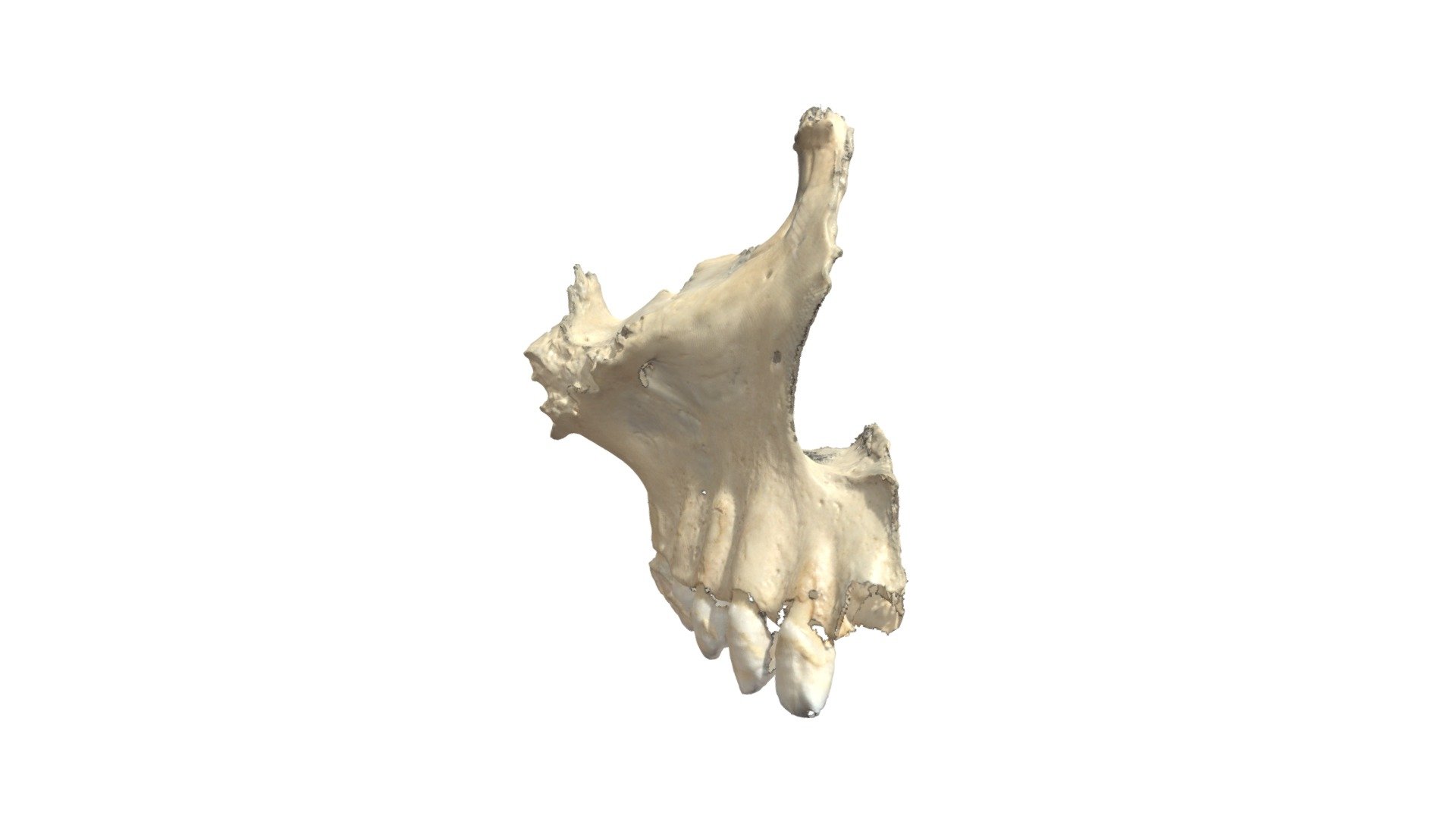 Os Maxilla R - 3D model by Universiteit Antwerpen (@marjanmaldoy ...