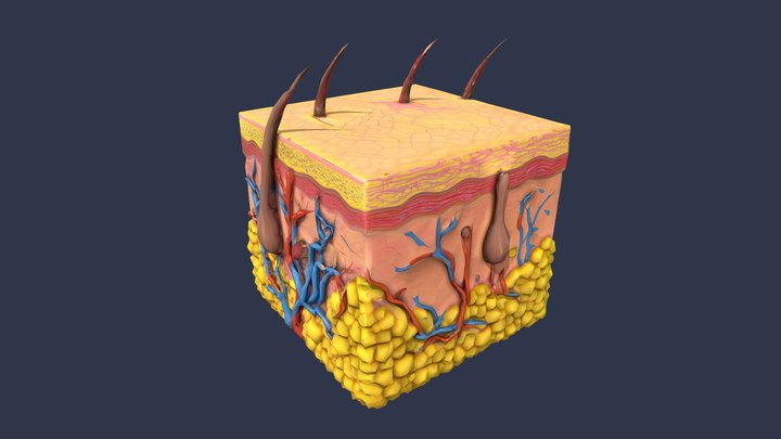 Arteries 3D models - Sketchfab